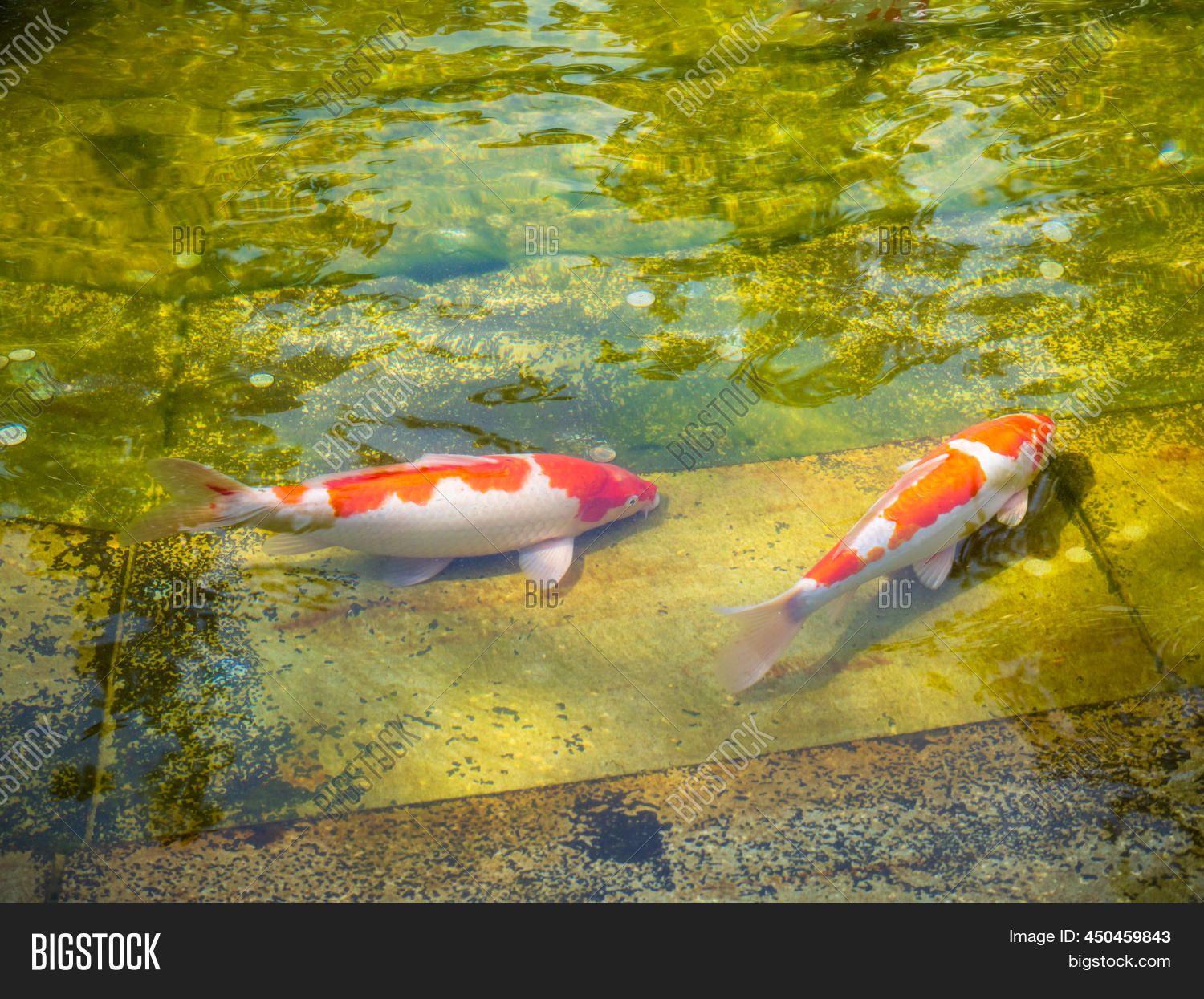 Orange Japanese Koi Image & Photo (Free Trial) | Bigstock