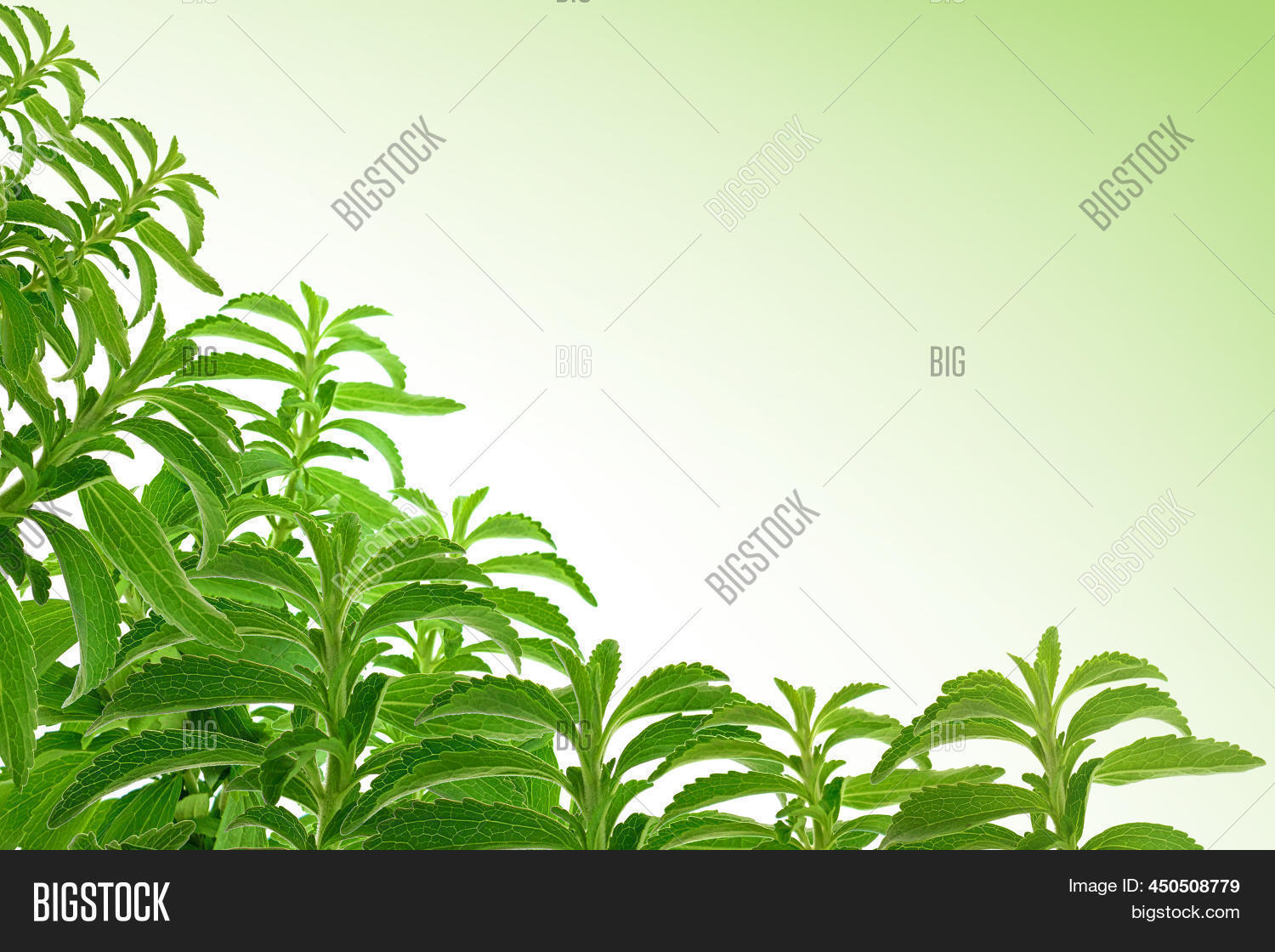 Stevia Banner. Image & Photo (Free Trial) | Bigstock