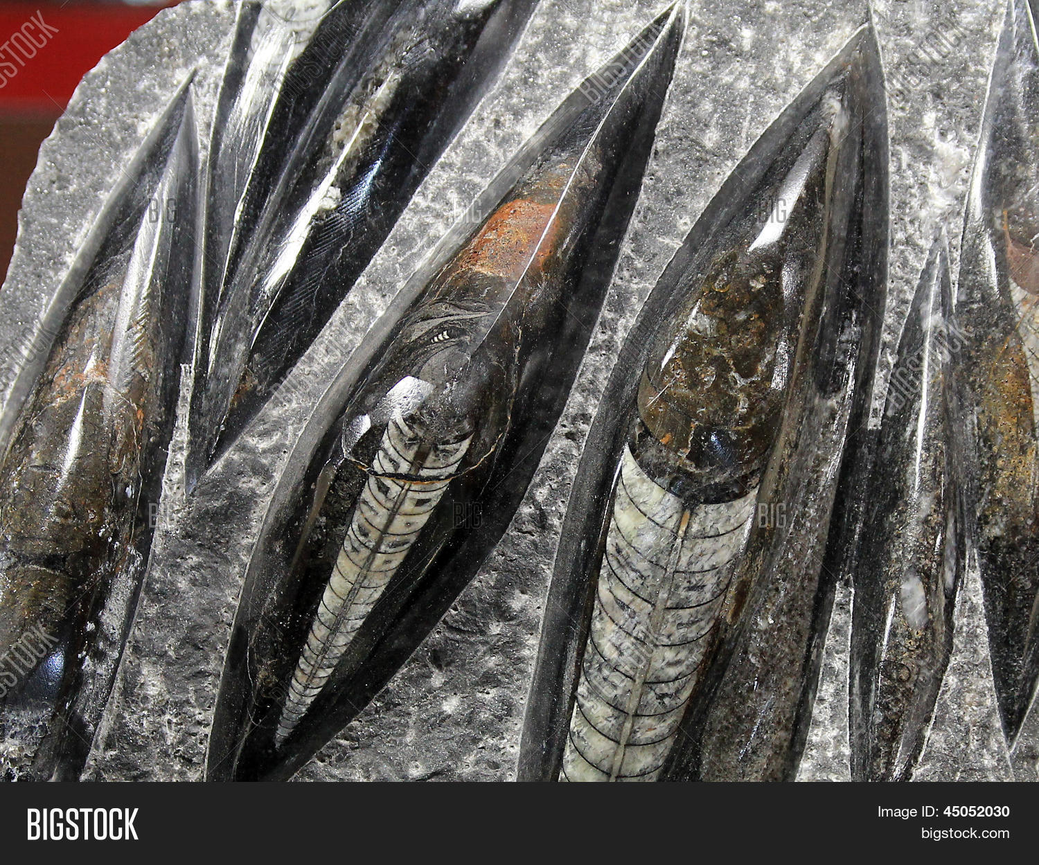 Imagen y foto Calamar Fósil (prueba gratis) | Bigstock