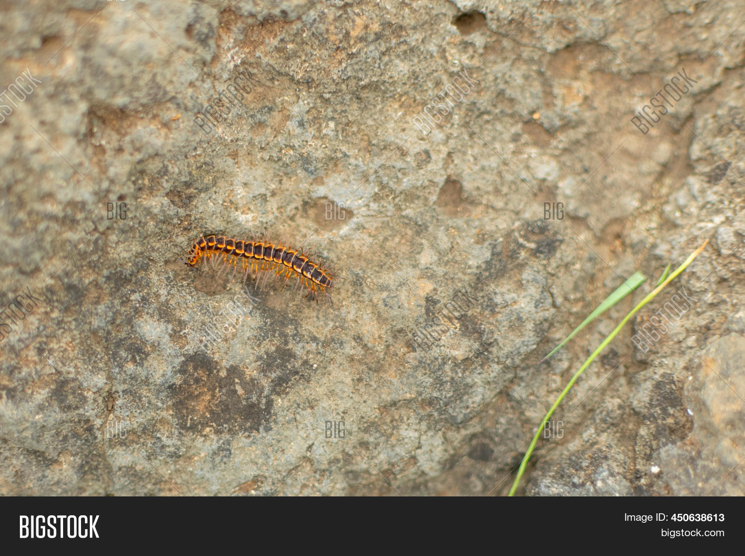 Centipede On Rock. Image & Photo (Free Trial) | Bigstock