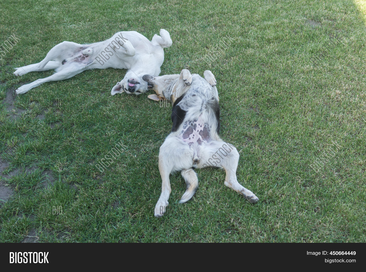Pair Young Cross-breed Image & Photo (Free Trial) | Bigstock