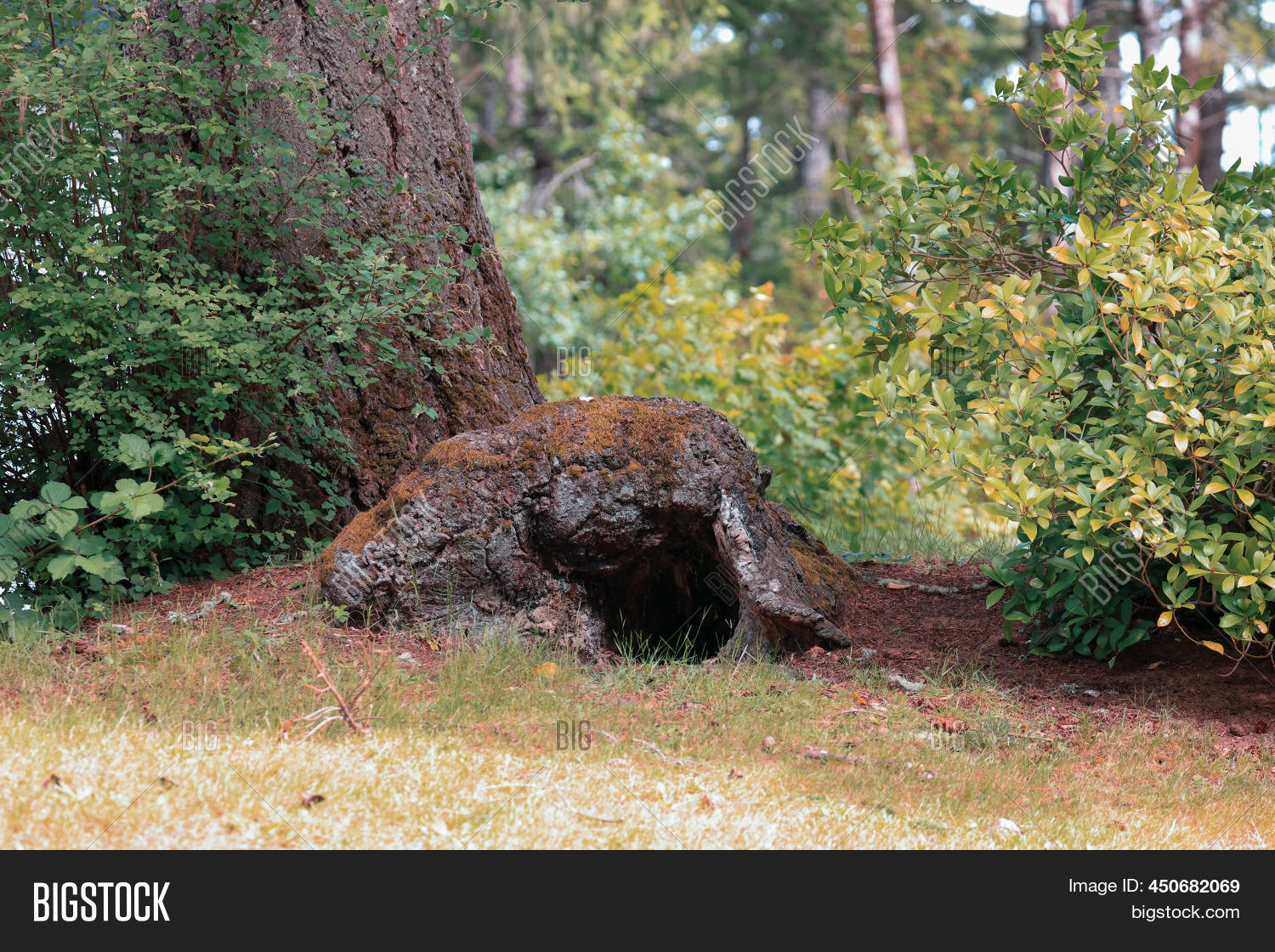 Large Root Base Alcove Image & Photo (Free Trial) | Bigstock