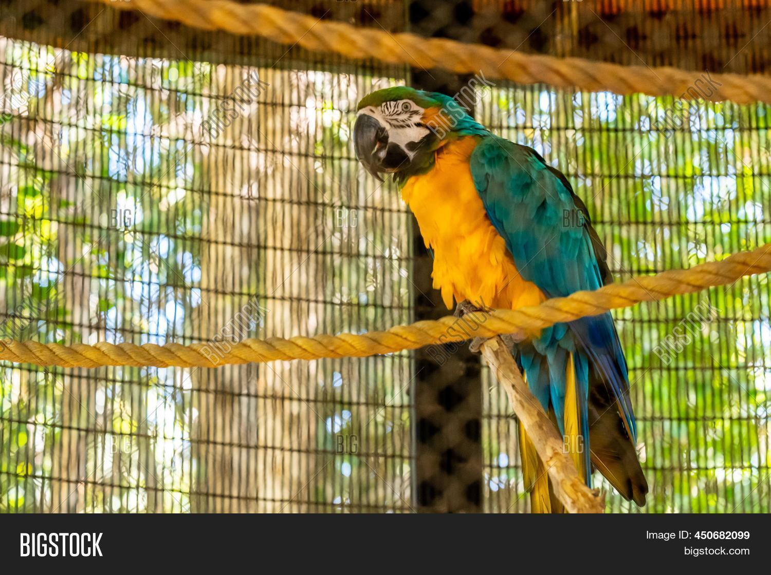 Green Yellow Macaw Image & Photo (Free Trial) | Bigstock