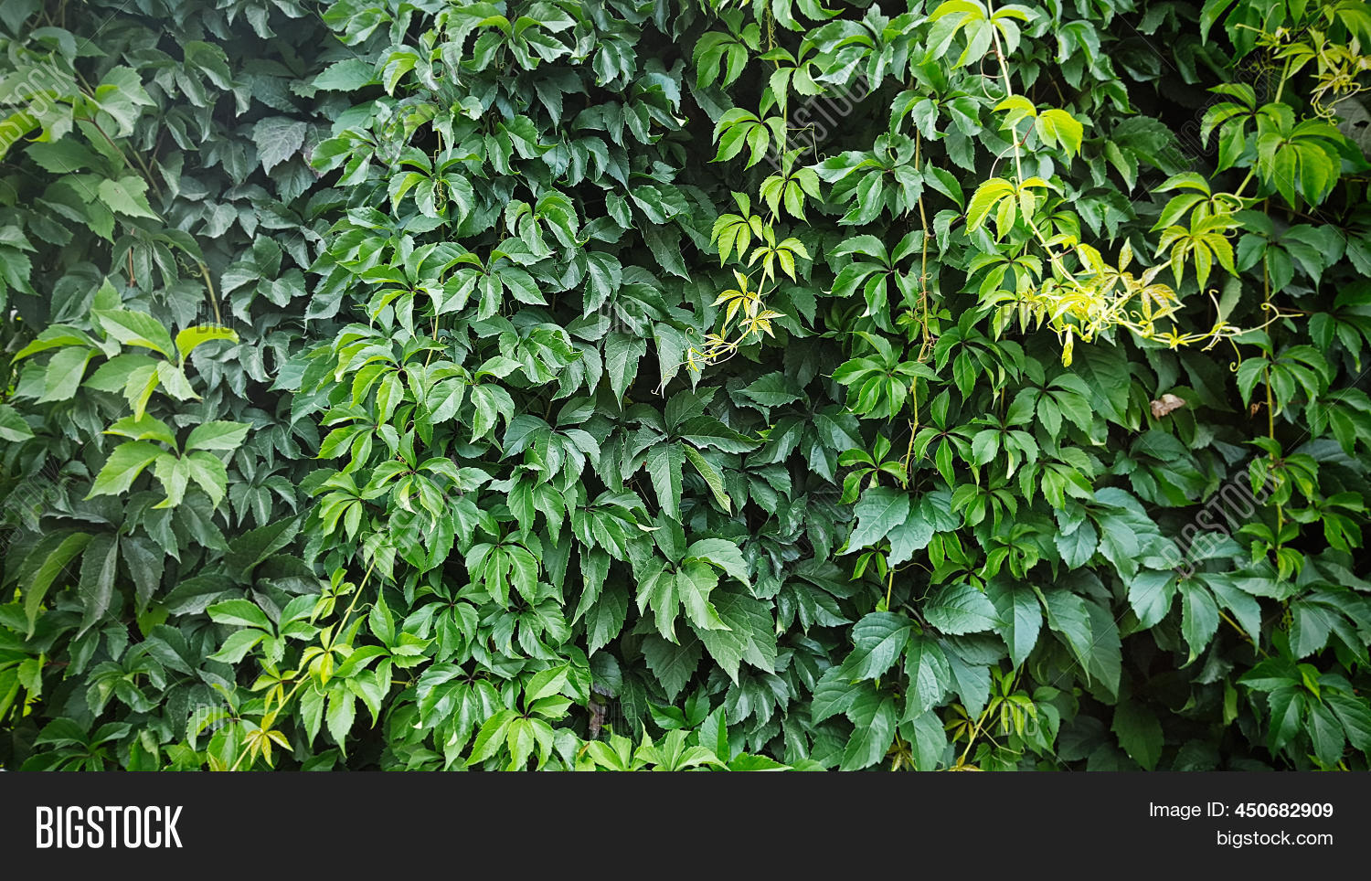 Large Green Bush Image & Photo (Free Trial) | Bigstock