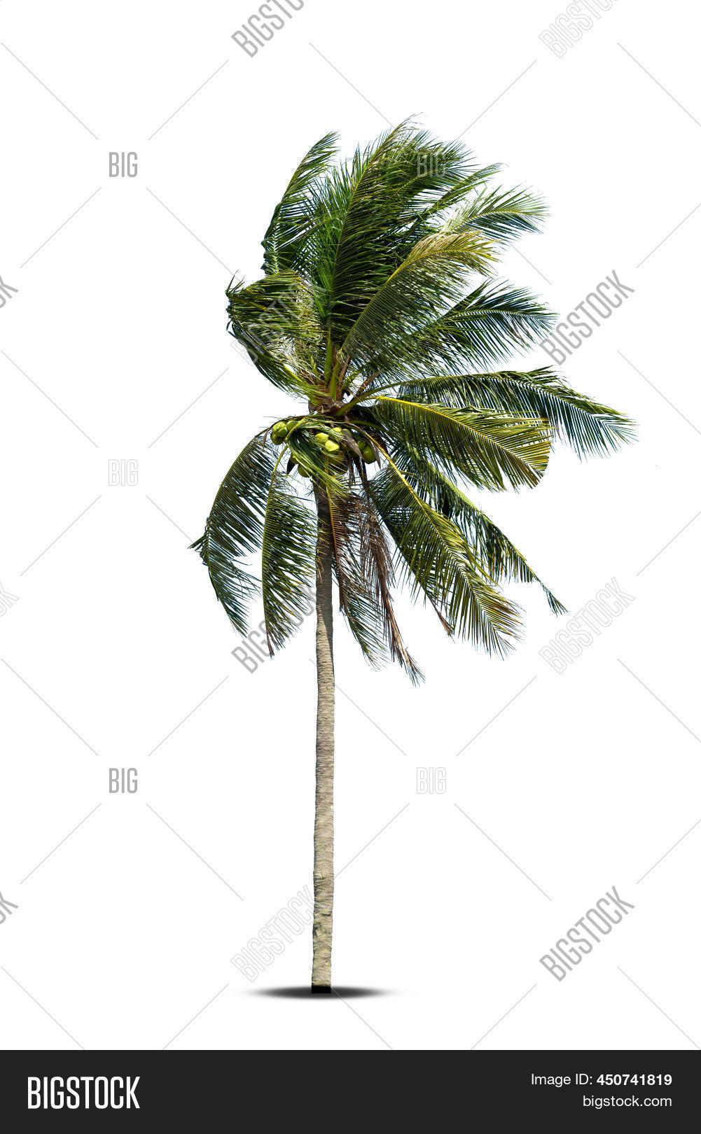 Coconut Tree Blowing Image & Photo (Free Trial) | Bigstock