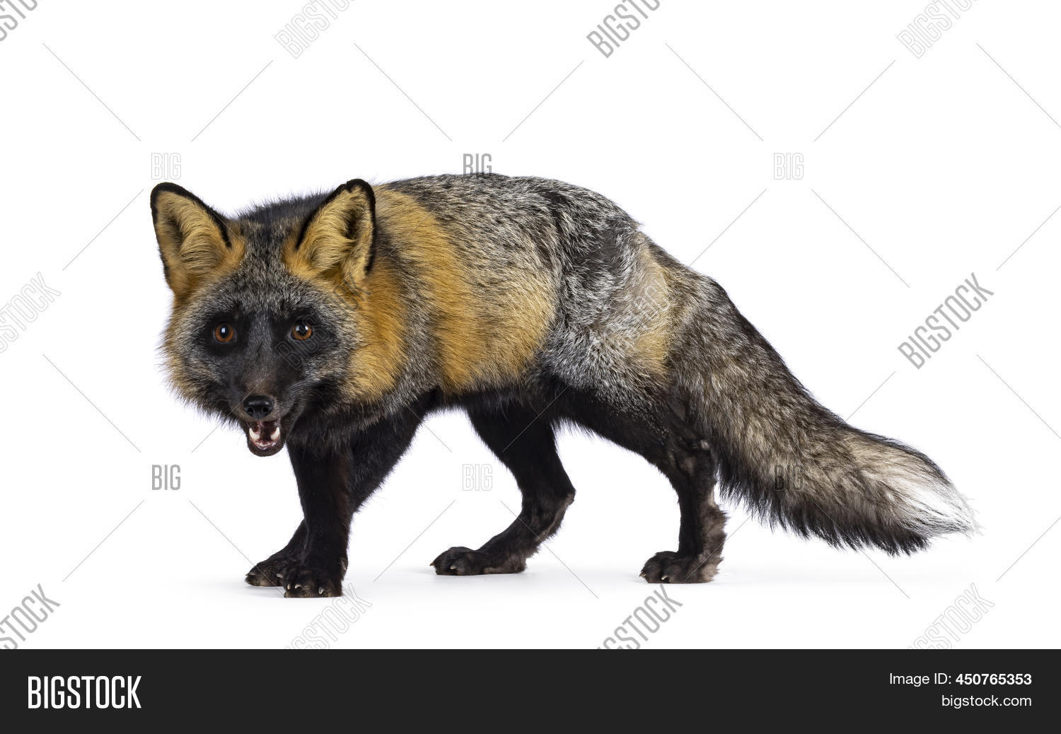 Cross Red Fox Image & Photo (Free Trial) | Bigstock