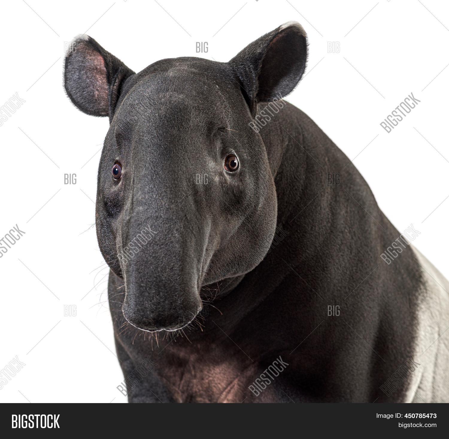 Head Shot Malayan Image & Photo (Free Trial) | Bigstock