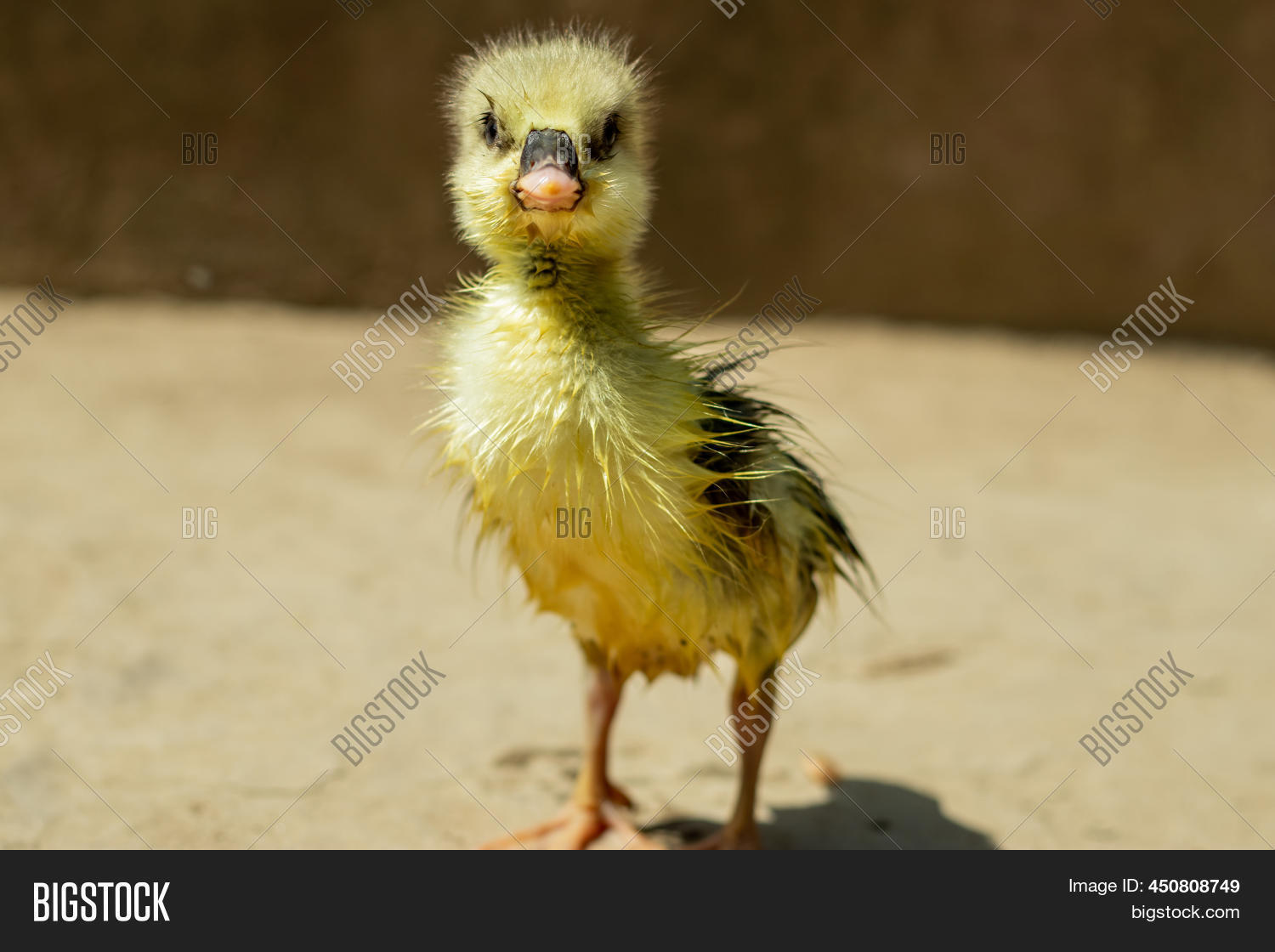 Baby Duck Standing Sun Image & Photo (Free Trial) | Bigstock