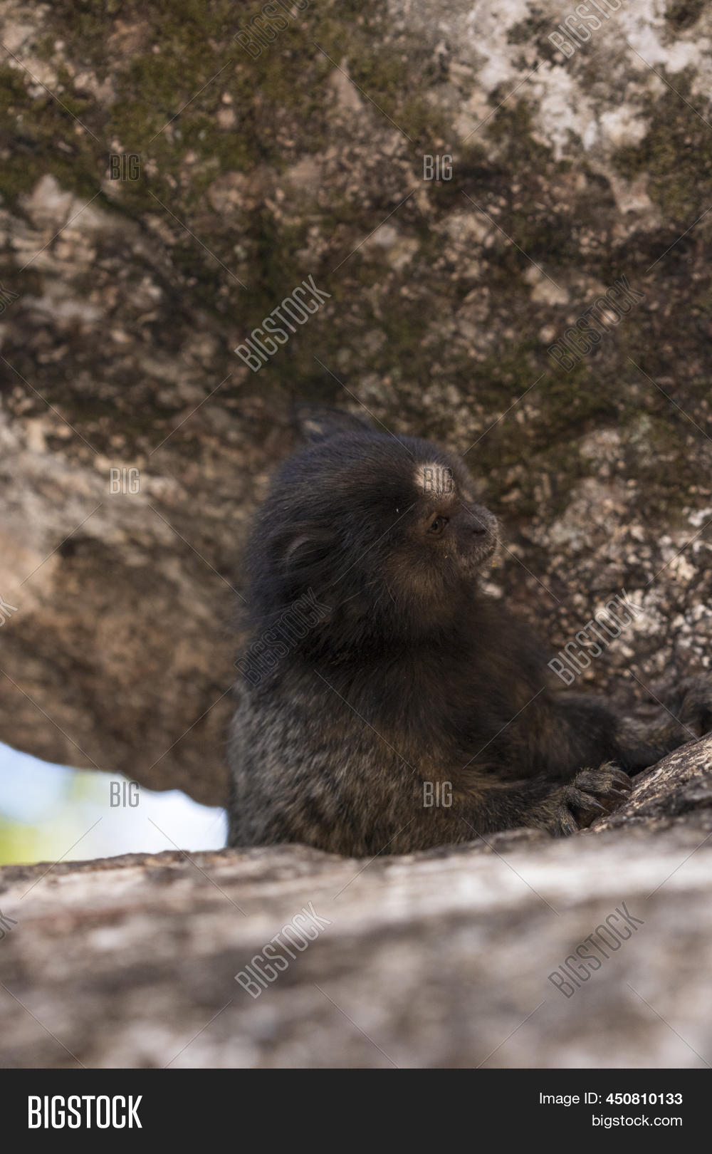 Callithrix - Very Image & Photo (Free Trial) | Bigstock