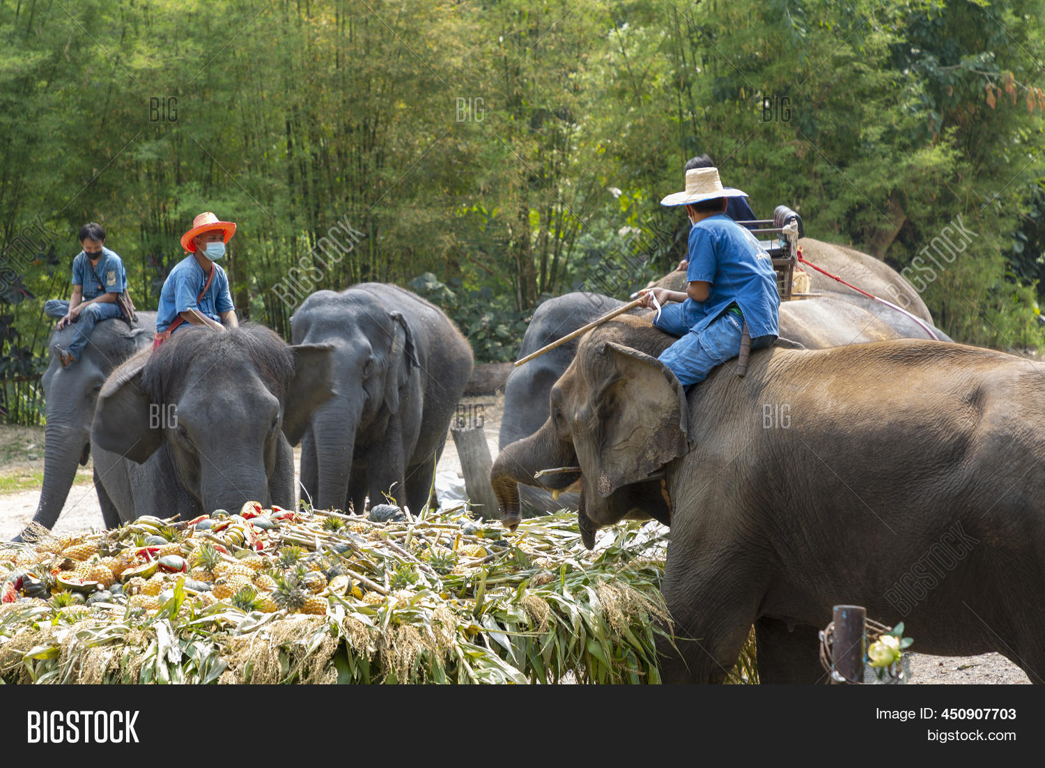 Elephants Enjoy Image & Photo (Free Trial) | Bigstock