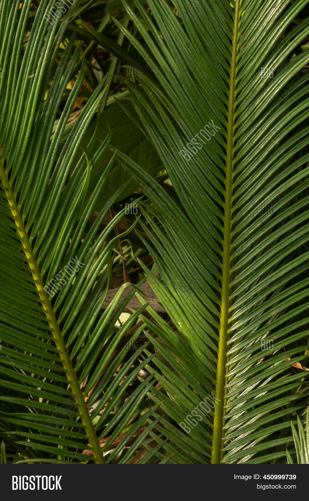 Large Leaves Cycas Image & Photo (Free Trial) | Bigstock