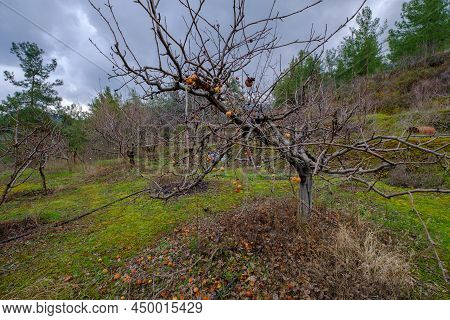 Deciduous Apple Trees Image & Photo (Free Trial) | Bigstock
