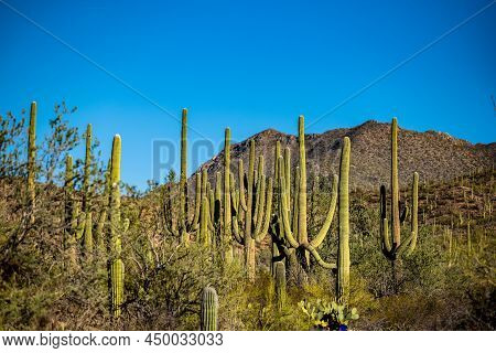 Bright Green Colors Image & Photo (Free Trial) | Bigstock