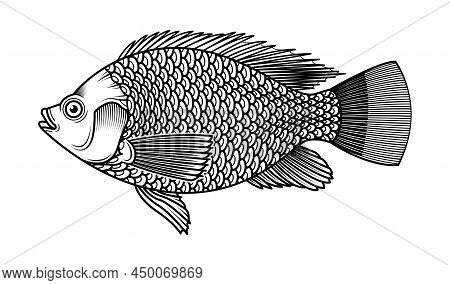 Tilapia Fish Hand Vector & Photo (Free Trial) | Bigstock