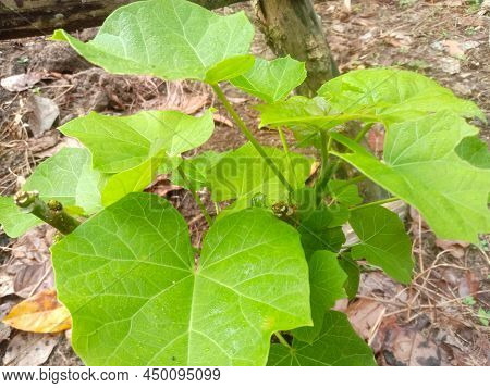 This Castor Tree Plant Image & Photo (Free Trial) | Bigstock