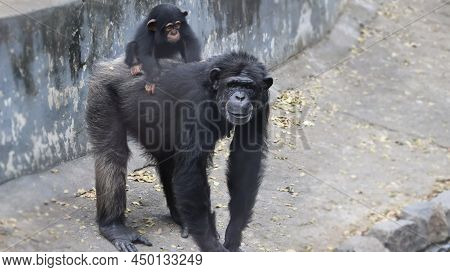 Human Ape Mother Her Image & Photo (Free Trial) | Bigstock