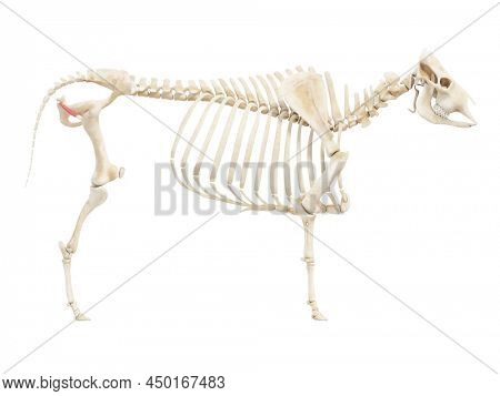 3d Rendered Anatomy Image & Photo (Free Trial) | Bigstock
