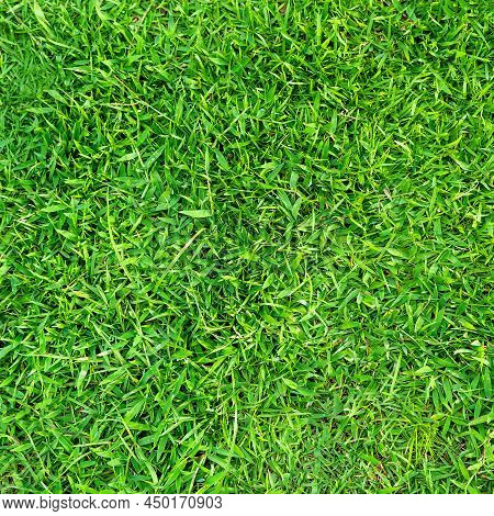Green Grass 图片和照片（免费试用） | Bigstock