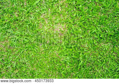 Green Grass Texture Image & Photo (Free Trial) | Bigstock