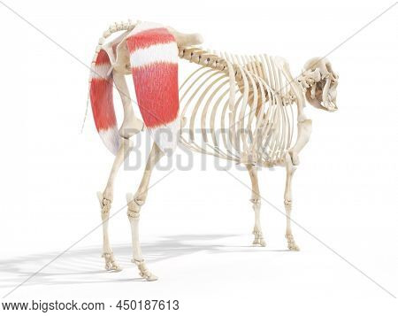 3d Rendered Anatomy Image & Photo (Free Trial) | Bigstock