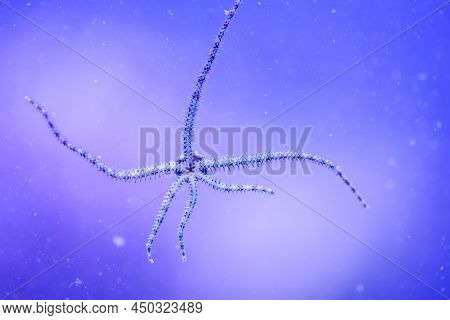 Snake Starfish Six Image & Photo (Free Trial) | Bigstock