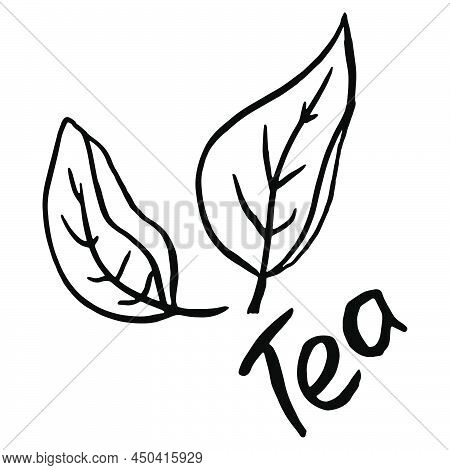 Tea Leaf Sketch Vector & Photo (Free Trial) | Bigstock