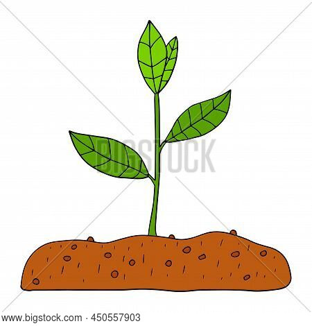 Plant Ground Isolated Vector & Photo (Free Trial) | Bigstock