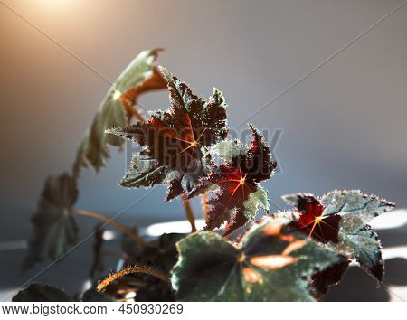Begonia Cleopatra Image & Photo (Free Trial) | Bigstock