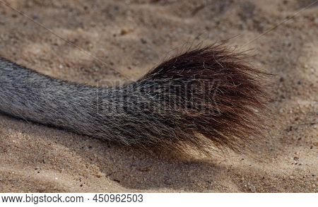 Close Resting Lion Image & Photo (Free Trial) | Bigstock