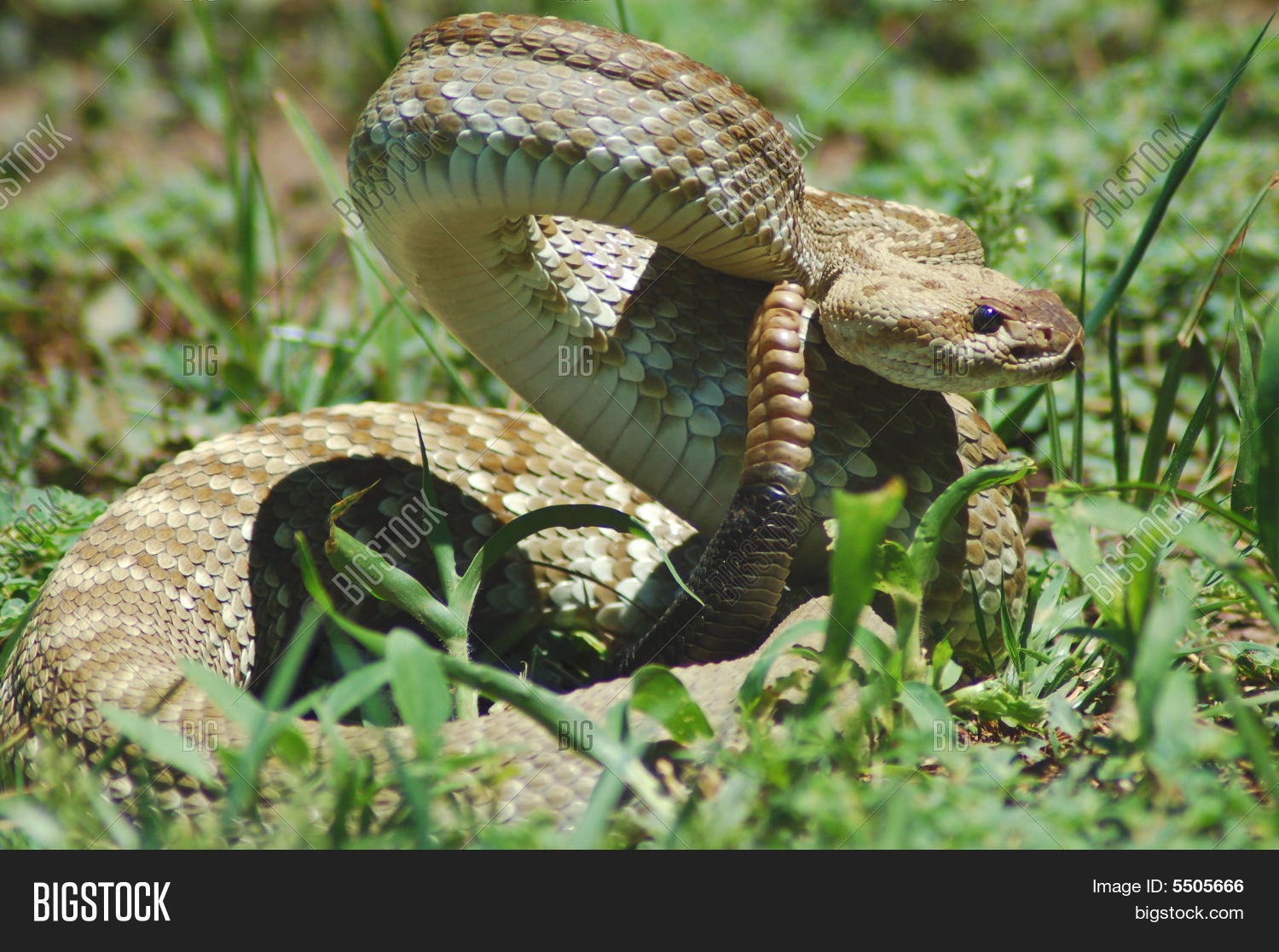 Timber Rattlesnake Image & Photo (Free Trial) | Bigstock