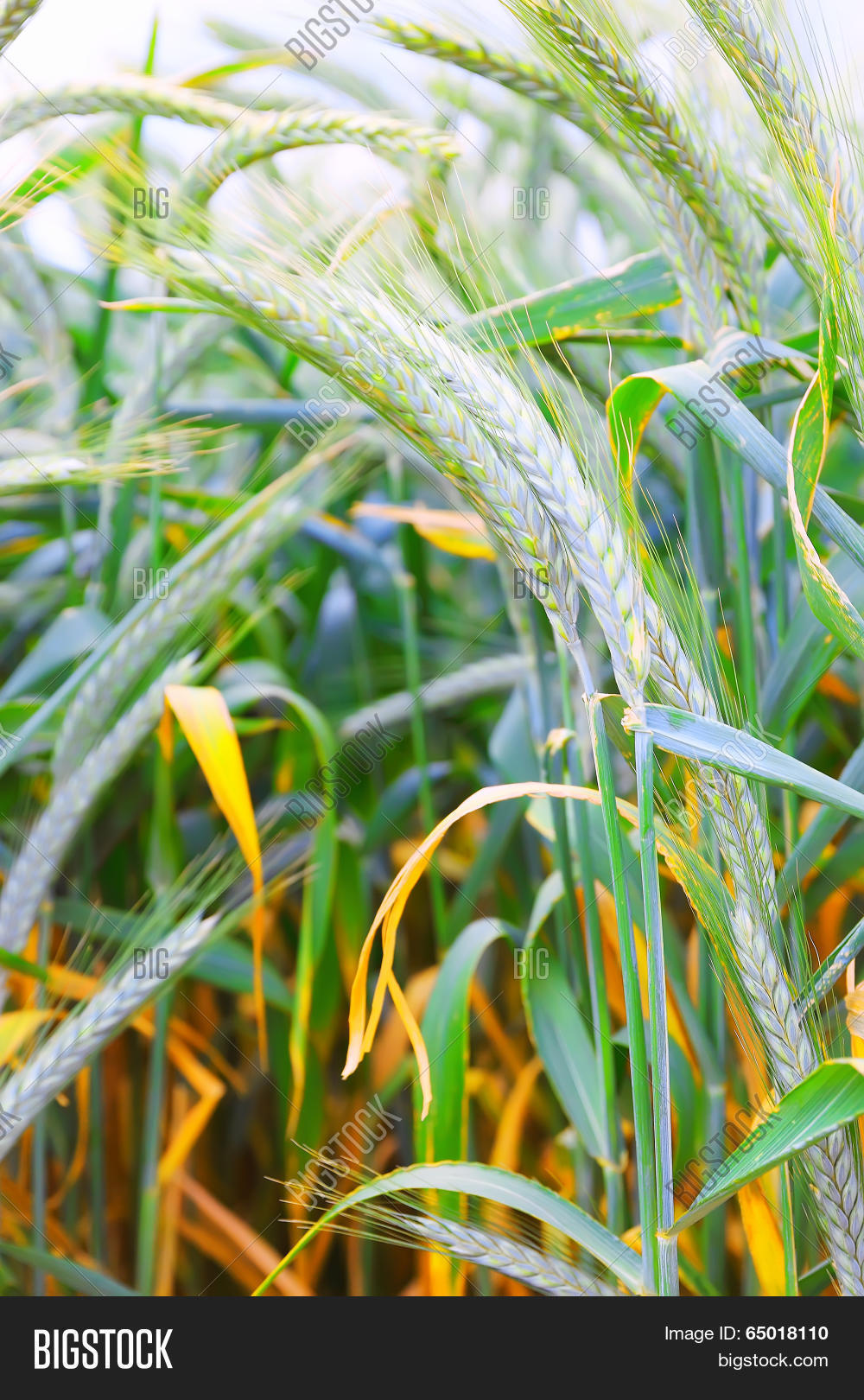 Field Ripe Triticale Image & Photo (Free Trial) | Bigstock