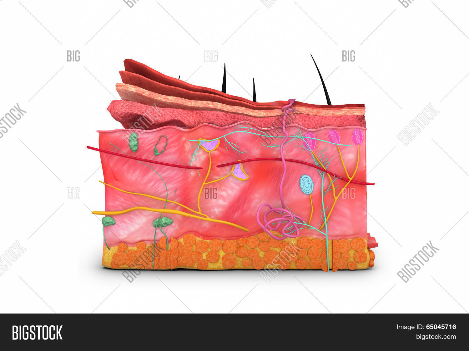 Skin Anatomy Image & Photo (Free Trial) | Bigstock
