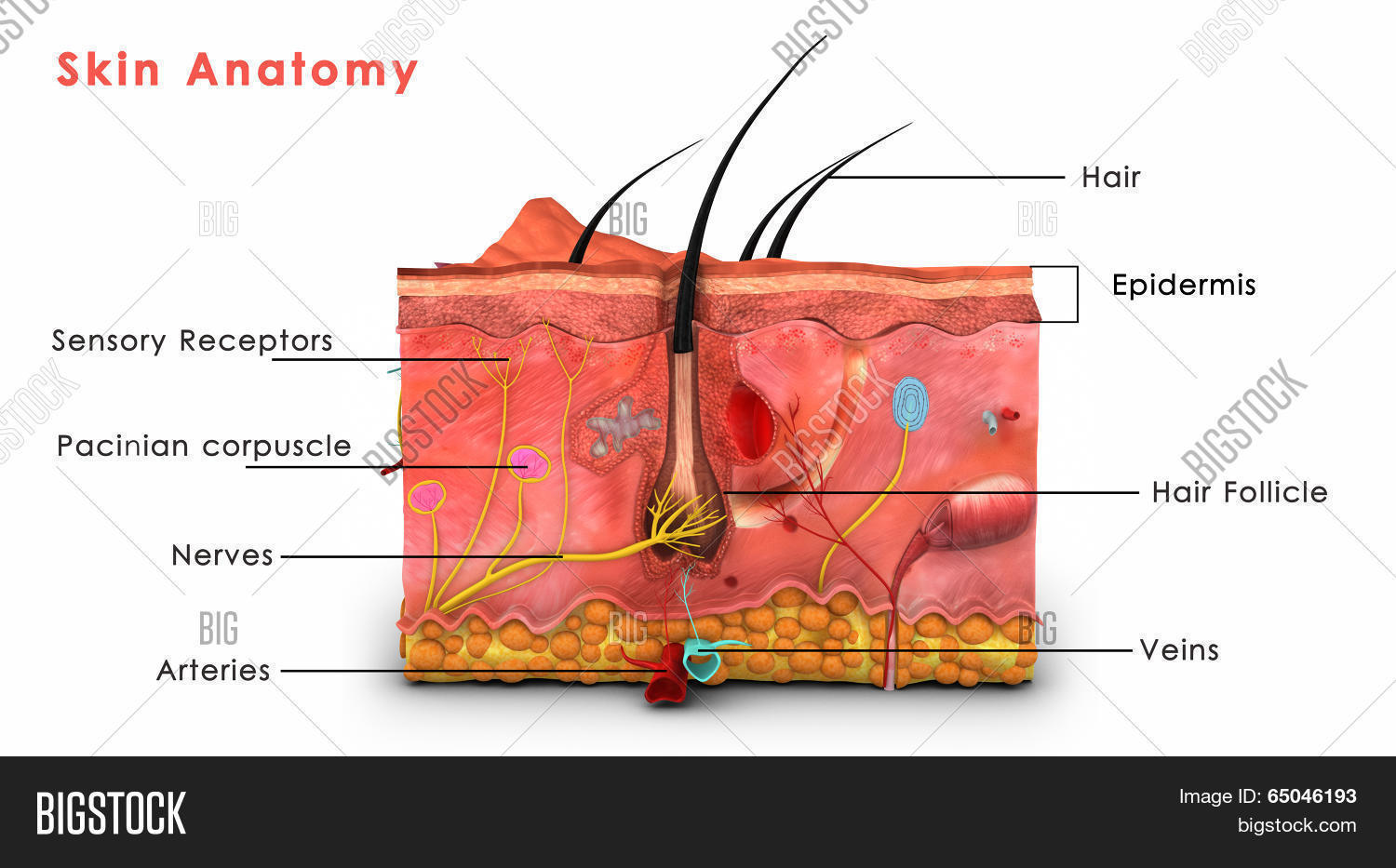 Skin Anatomy Image & Photo (Free Trial) | Bigstock