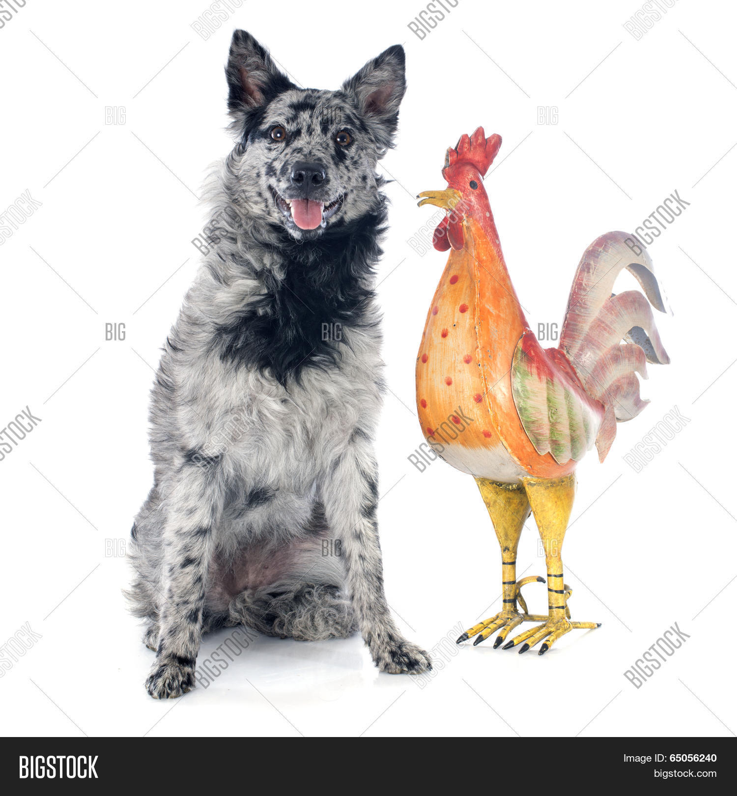 Hungarian Dog Rooster Image & Photo (Free Trial) | Bigstock
