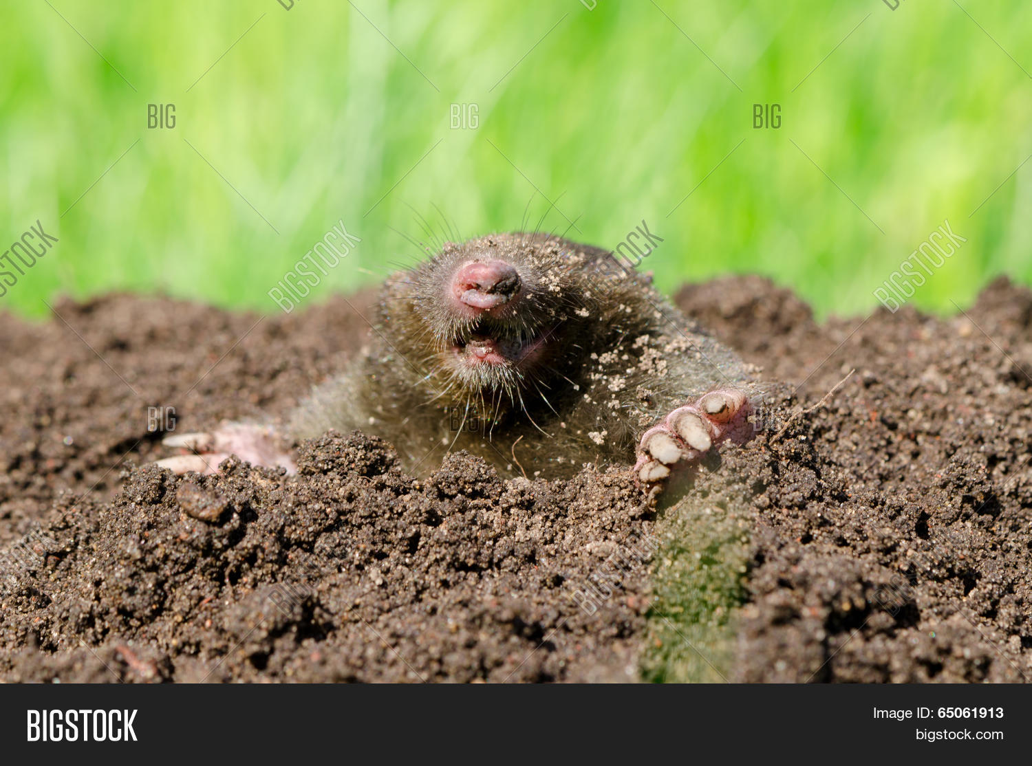 Mole Head Soil Image & Photo (Free Trial) | Bigstock