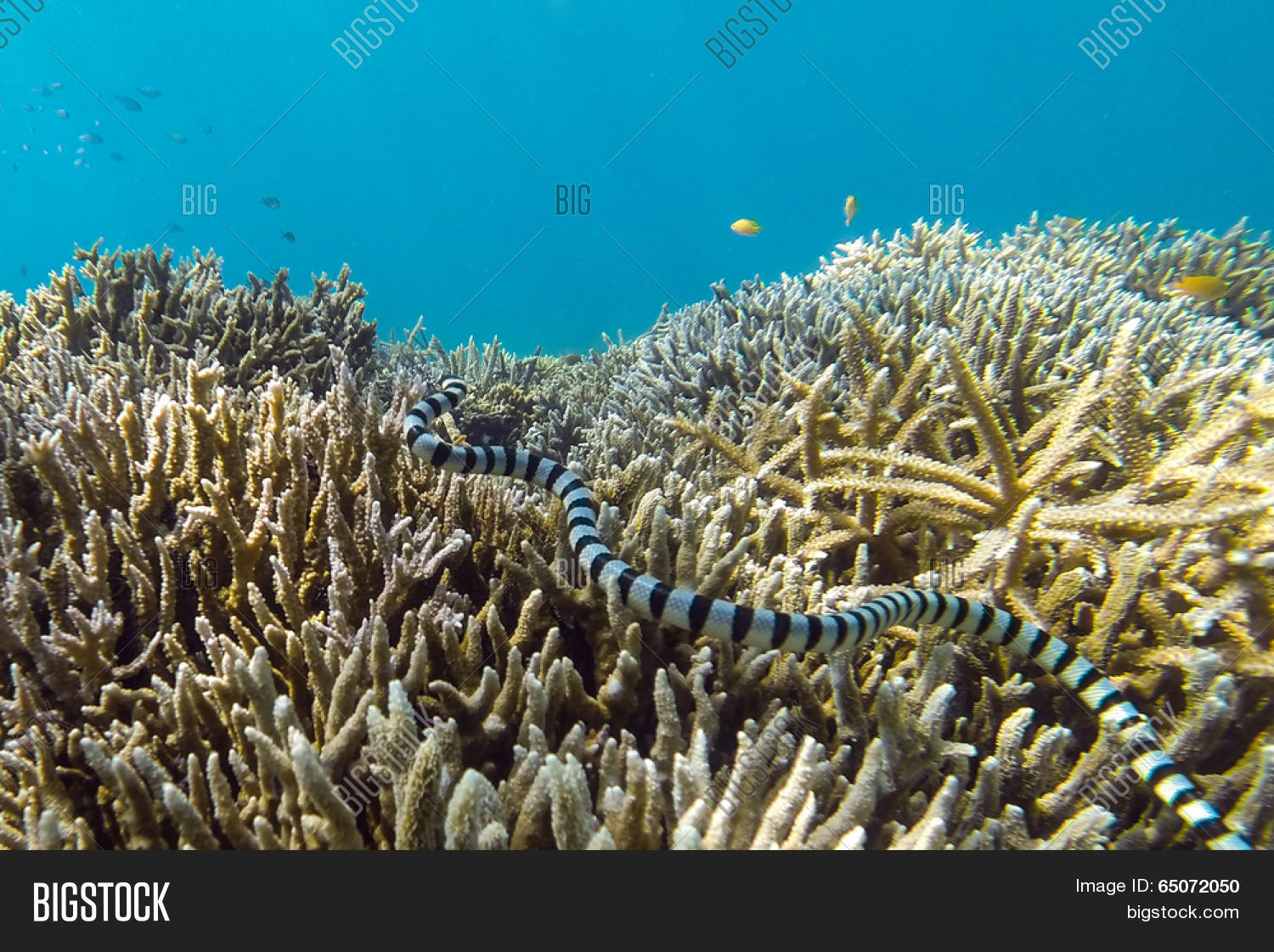 Poisonous Sea Snake Image & Photo (Free Trial) | Bigstock