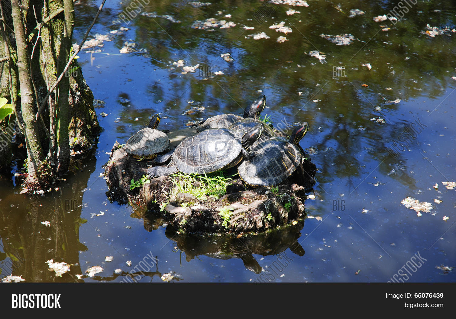 Red-eared Slider Image & Photo (Free Trial) | Bigstock