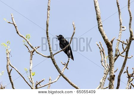 Crow Beak Wide Open Image & Photo (Free Trial) | Bigstock