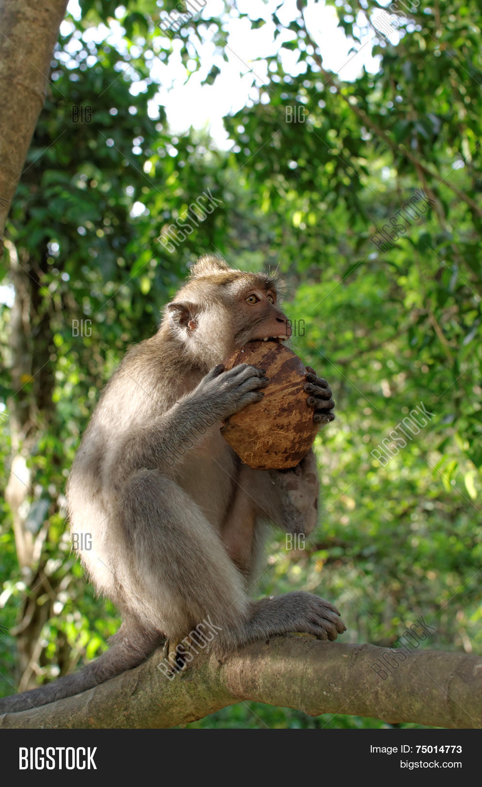 Crab-eating Macaque Image & Photo (Free Trial) | Bigstock