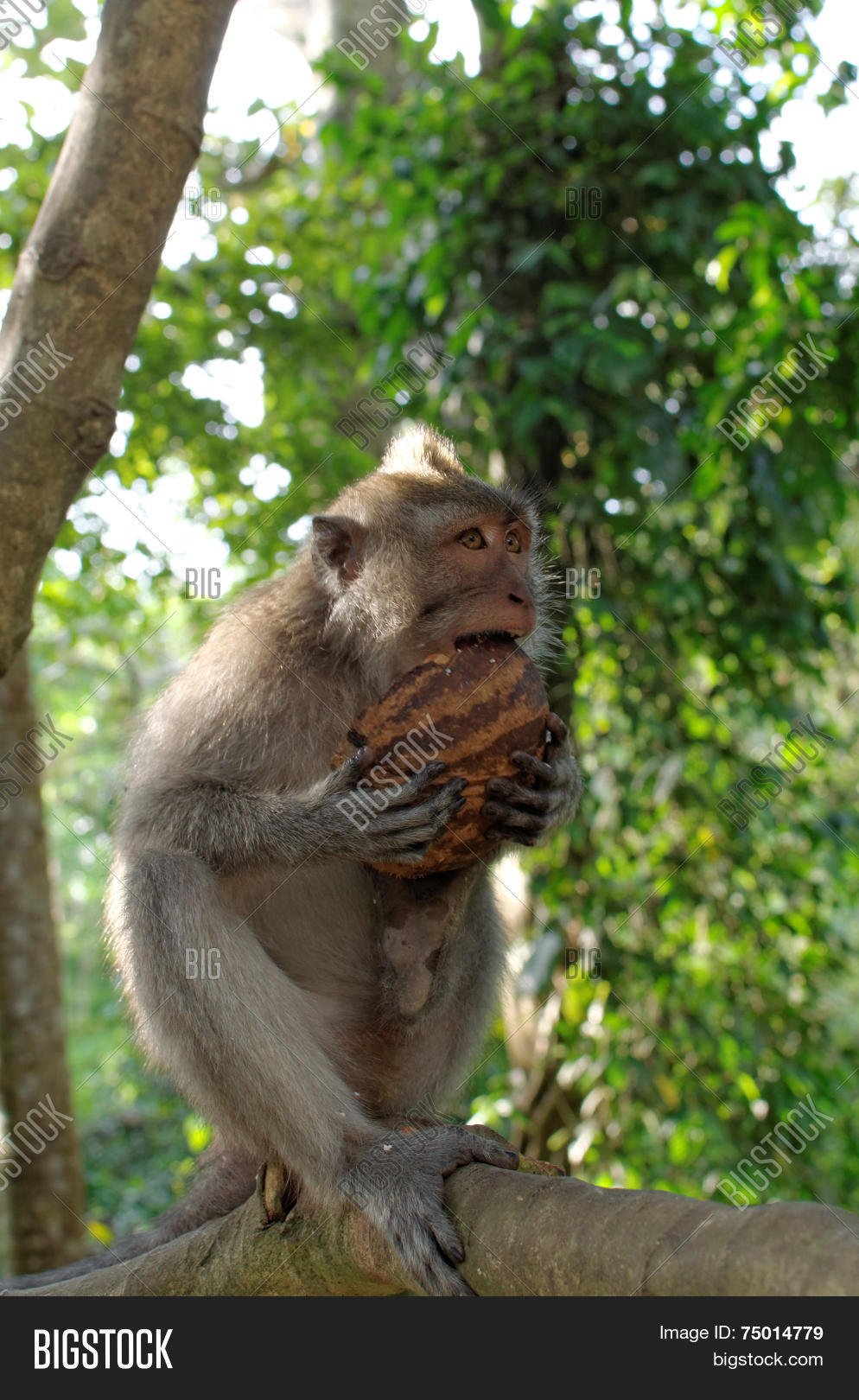 Crab-eating Macaque Image & Photo (Free Trial) | Bigstock