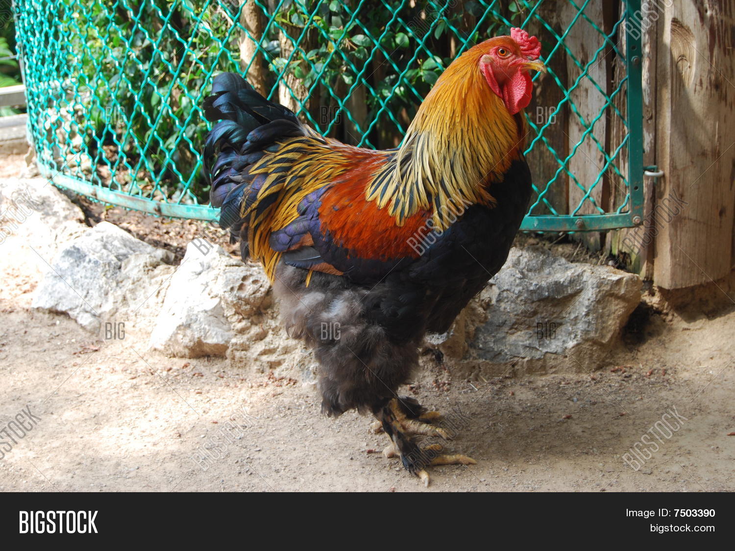 Colourful Chicken Image & Photo (Free Trial) | Bigstock