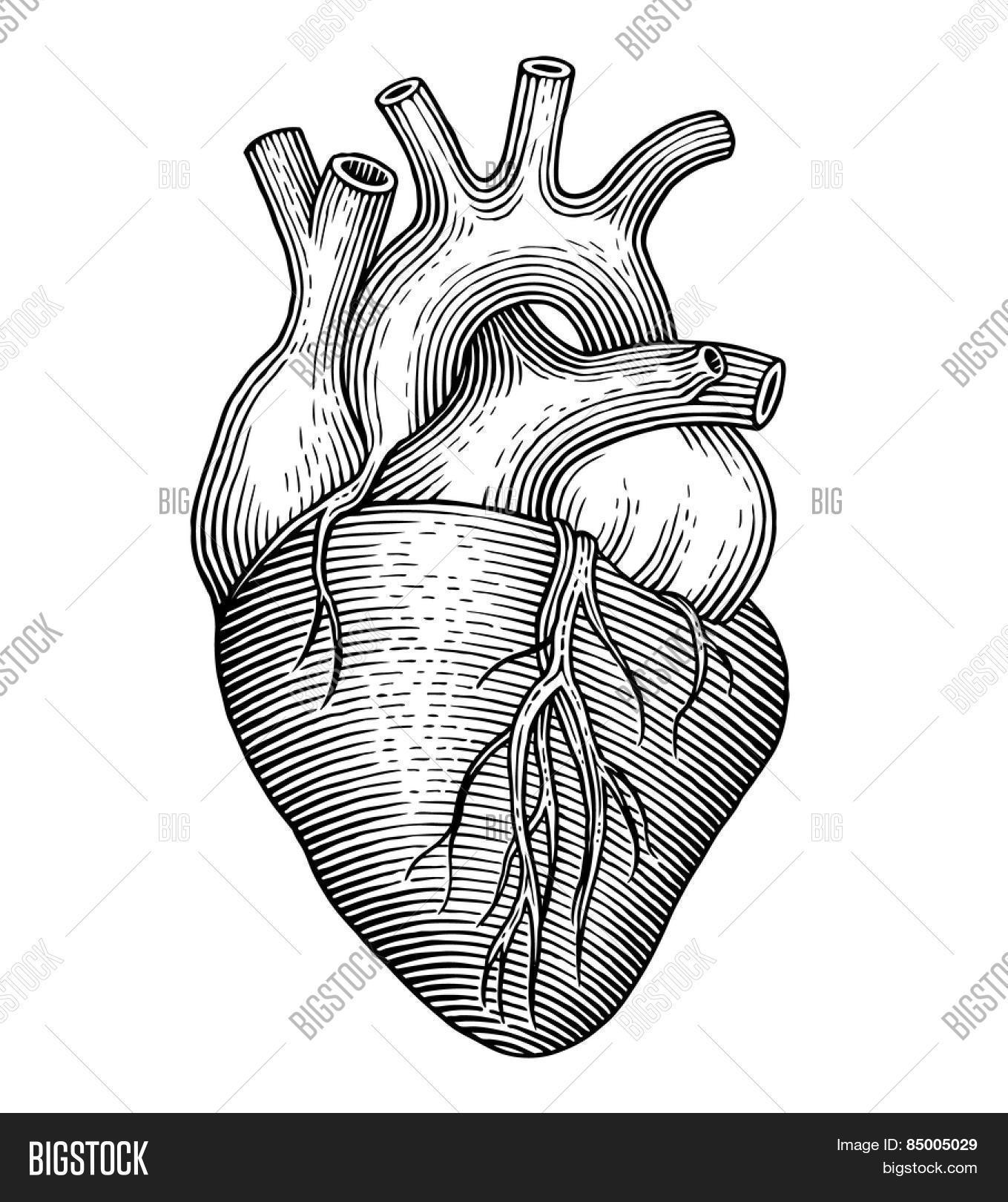 Engraving Vector Vector & Photo (Free Trial) | Bigstock