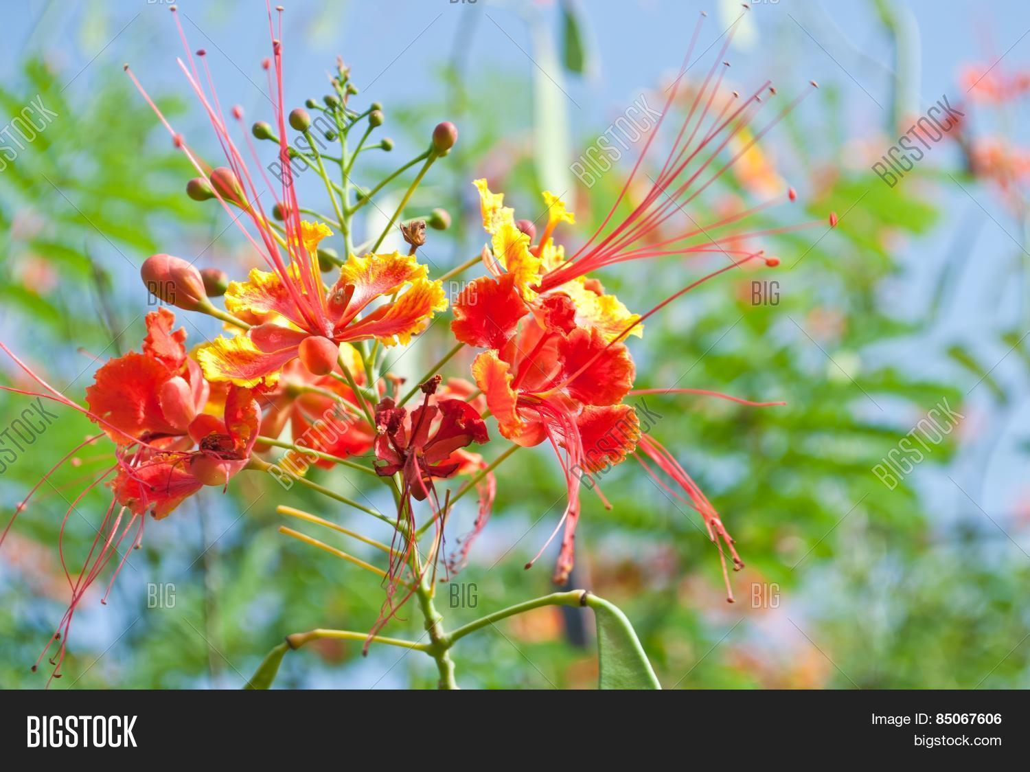 Caesalpinia Image & Photo (Free Trial) | Bigstock