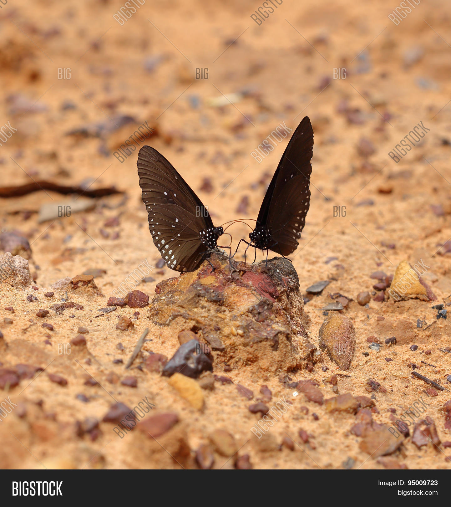 Common Indian Crow Image & Photo (Free Trial) | Bigstock