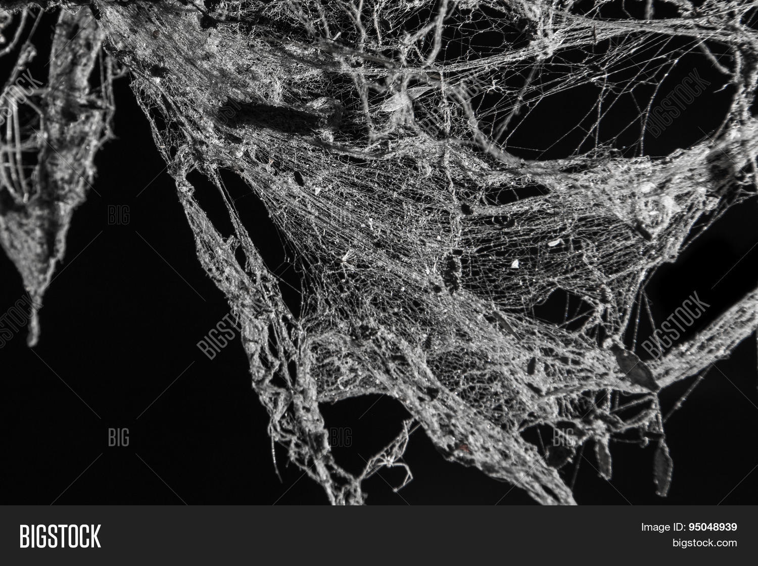 Horror Cobweb Spider Image & Photo (Free Trial) | Bigstock