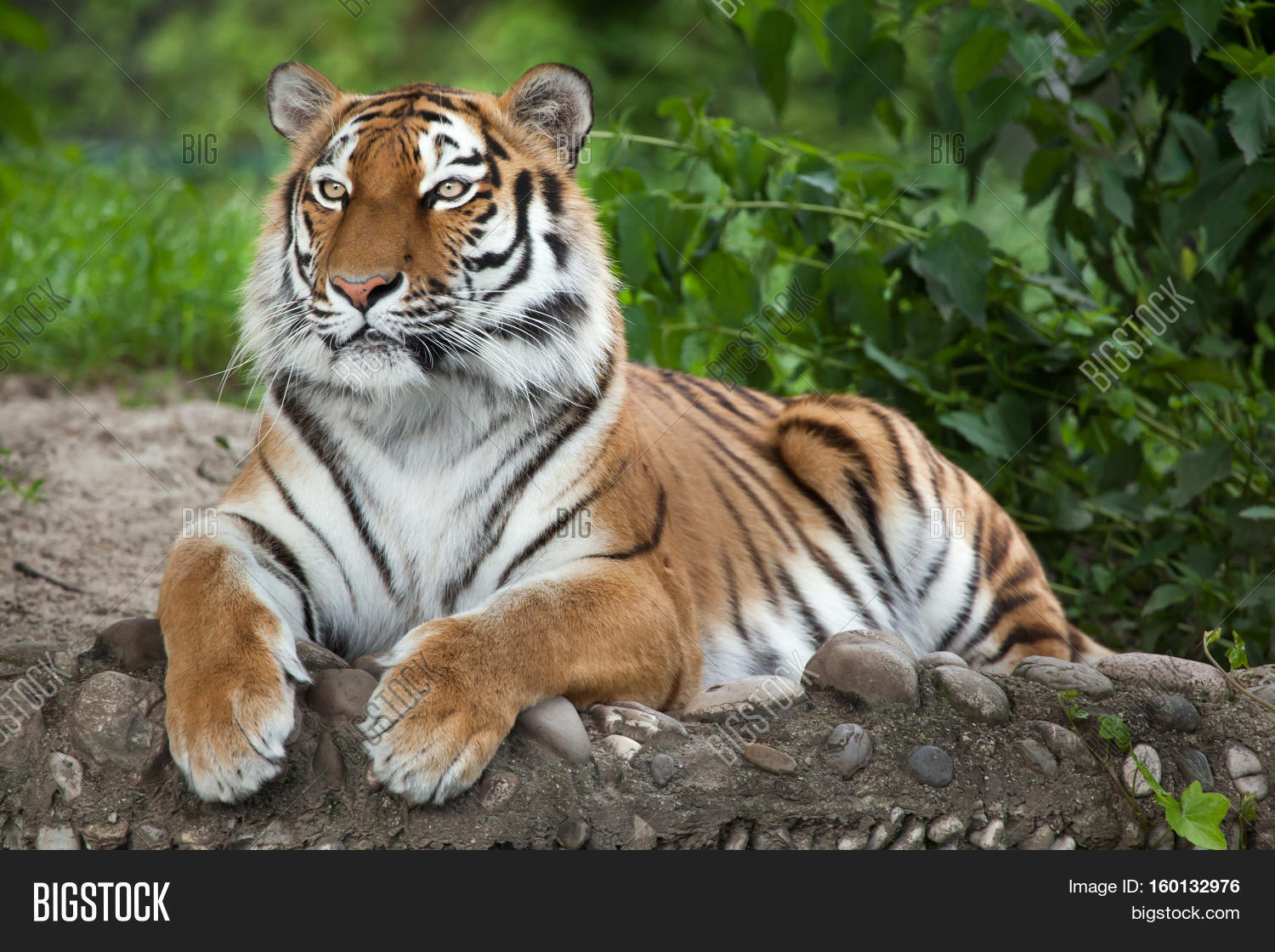 Siberian Tiger ( Image & Photo (Free Trial) | Bigstock