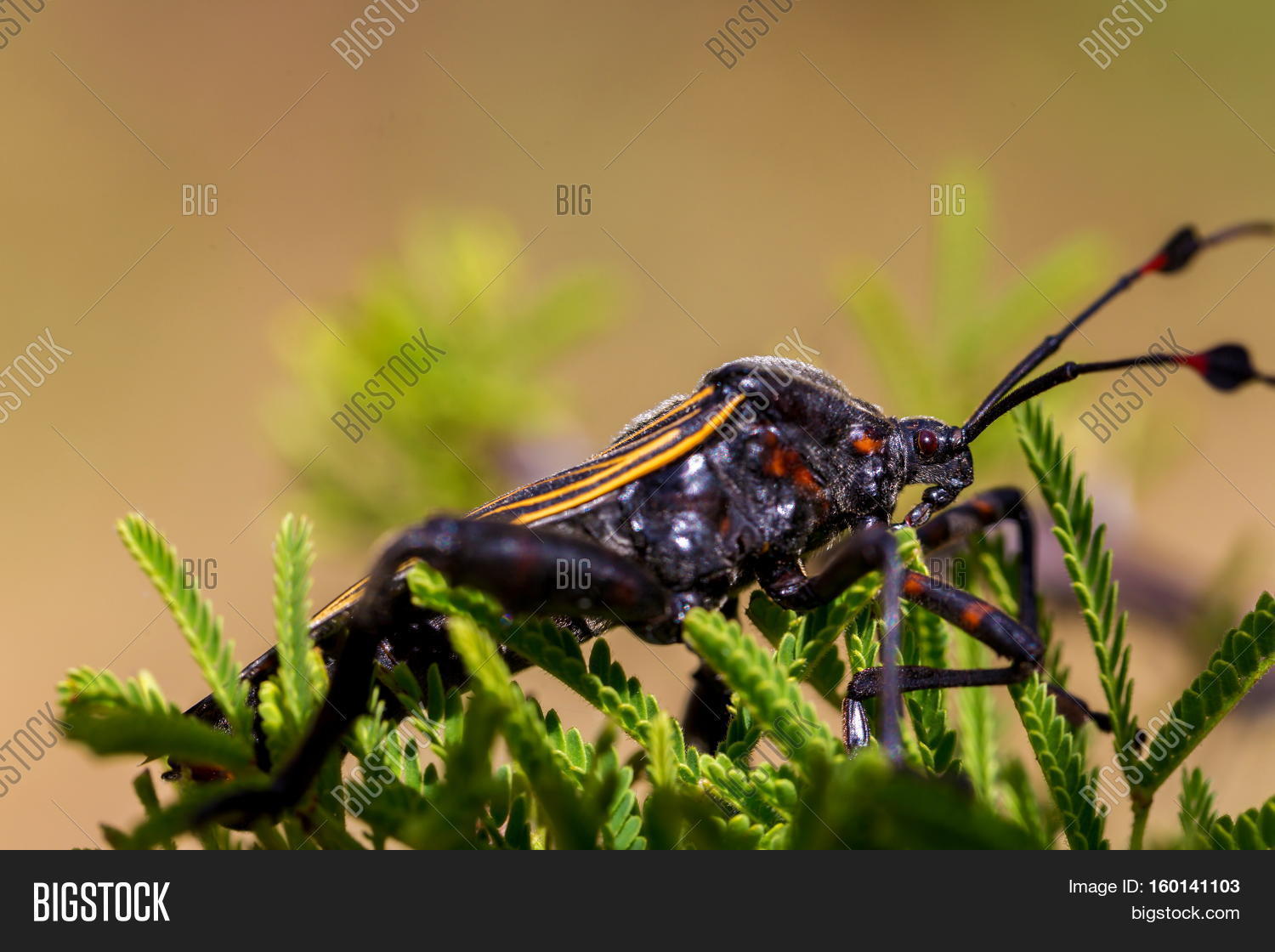 Deadly Kissing Bug Image & Photo (Free Trial) | Bigstock