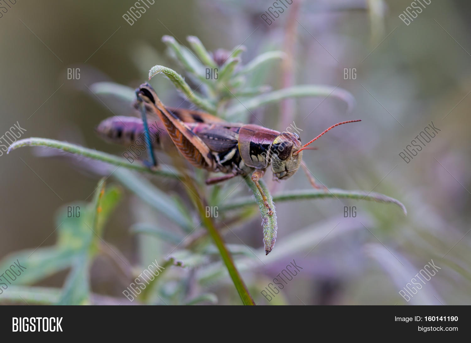 Deadly Kissing Bug Image & Photo (Free Trial) | Bigstock