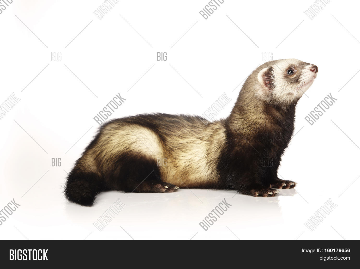 Ferret Male On White Image & Photo (Free Trial) | Bigstock