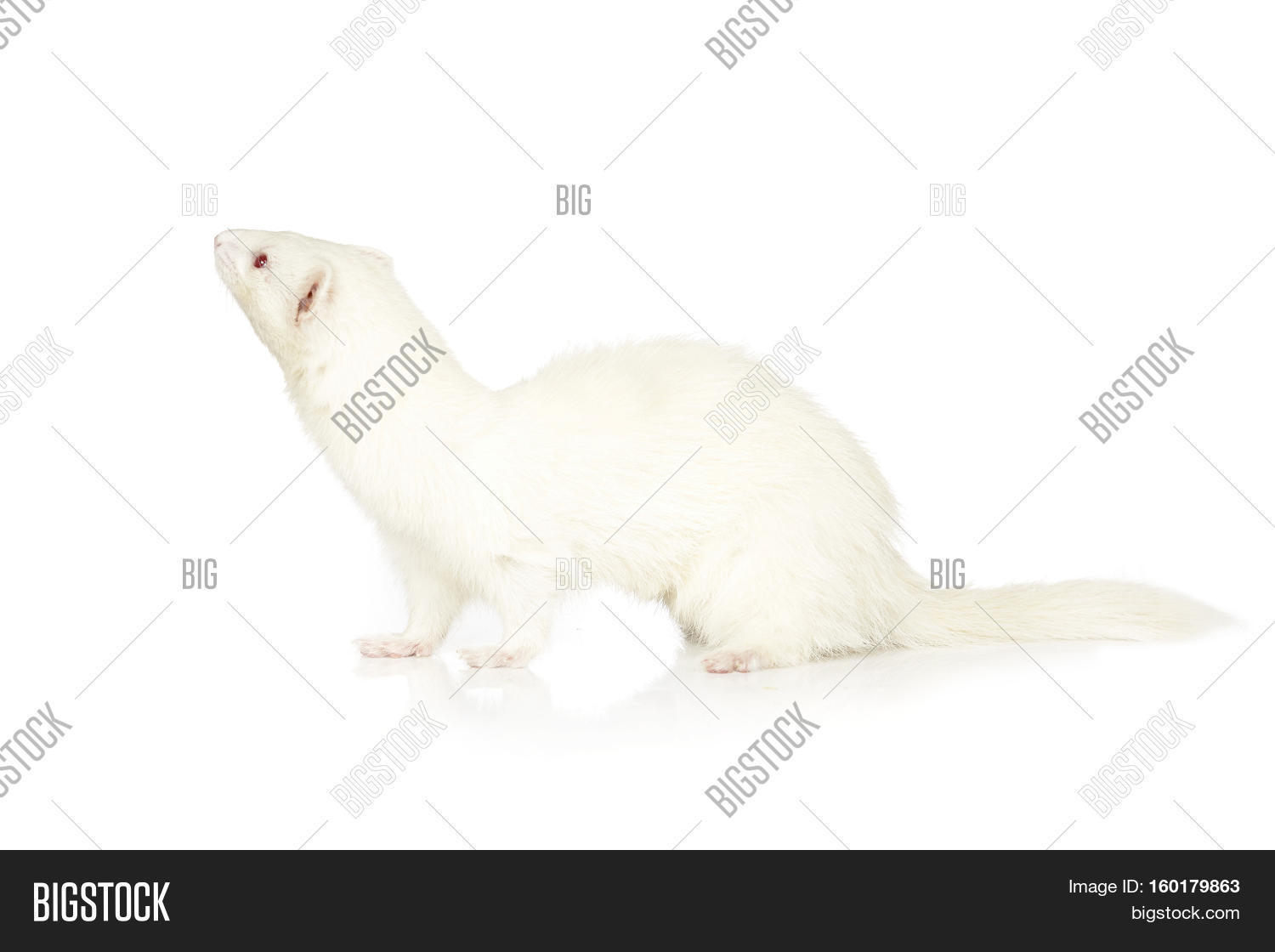 White Ferret On White Image & Photo (Free Trial) | Bigstock